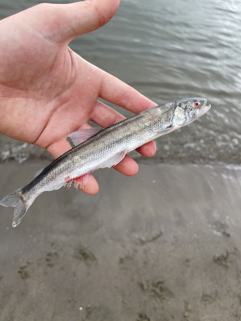 Eulachon from Sauvie Island, Portland, OR, US on March 19, 2022 at 11: ...