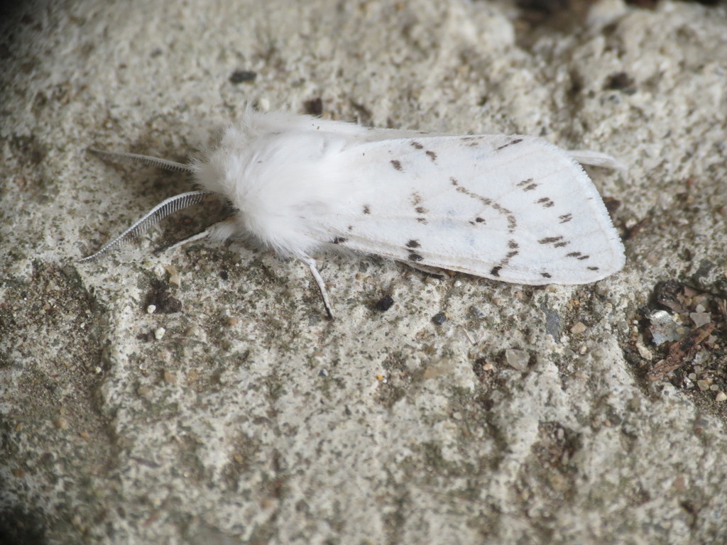 Dubious Tiger Moth from Austin, TX, USA on March 17, 2022 at 11:27 AM ...
