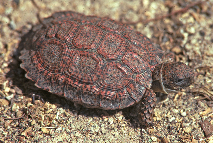 Speckled Tortoise in March 1990 by Paul Freed. This adult male dwarf ...