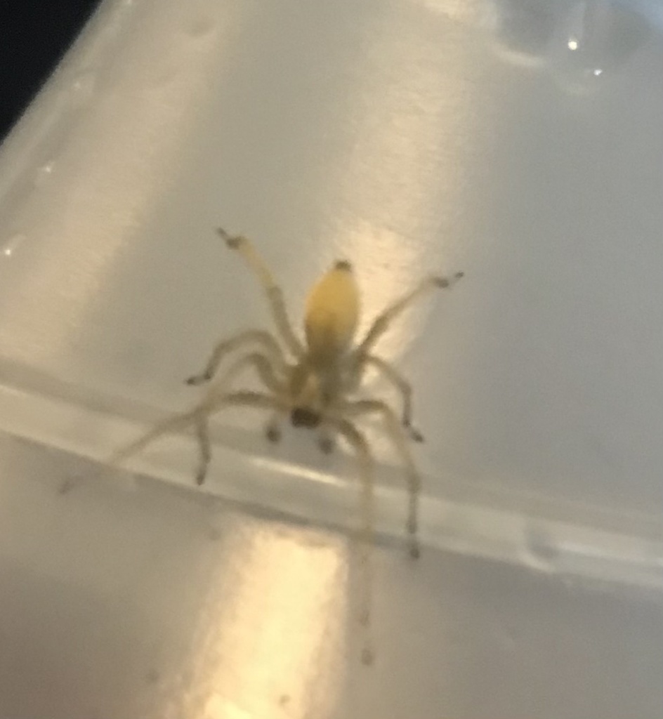 Northern Yellow Sac Spider from E Scarborough Rd, Cleveland Heights, OH ...