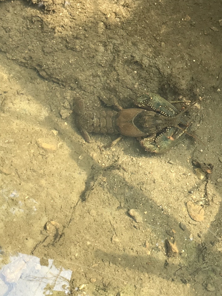 Virile Crayfish from Brebeuf Jesuit Preparatory School, Indianapolis ...