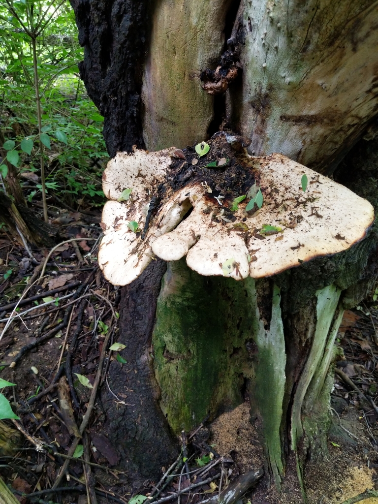 Dryad's Saddle from 700-898 Ries Rd, Ballwin, MO 63021, USA on May 21 ...