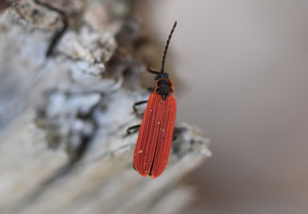 Golden Net-winged Beetle from Kingsport, TN, USA on March 19, 2022 at ...