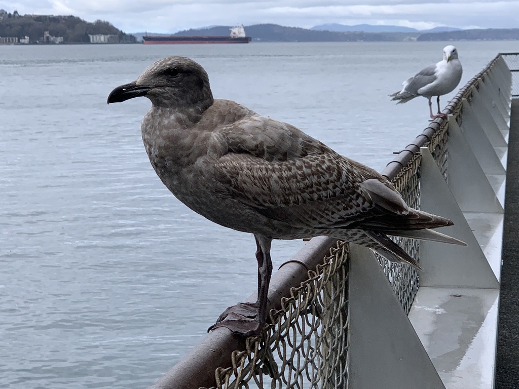 Olympic Gull from Elliott Bay, Seattle, WA, US on March 19, 2022 at 10: ...