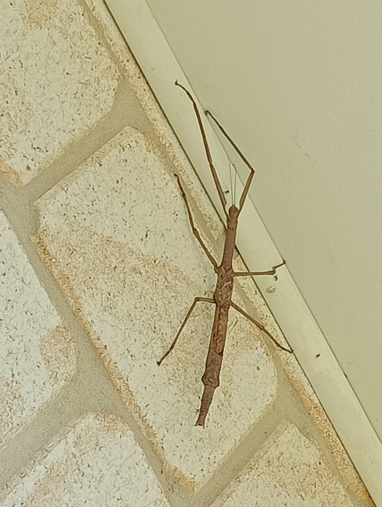 Acrophylla cookorum from Dungay NSW 2484, Australia on March 6, 2022 at ...