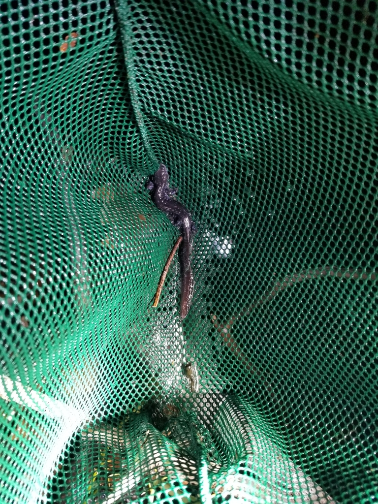 Blue-spotted Salamander in March 2022 by Calvin Yang · iNaturalist