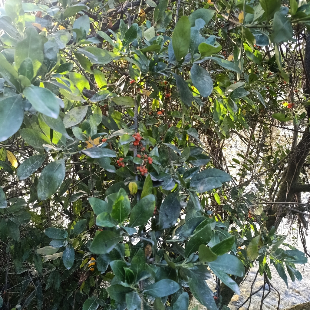 Karamu from Tangikaroro Native Reserve HQ on March 20, 2022 at 05:46 PM ...