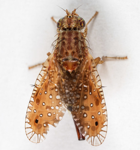 Paracantha gentilis · iNaturalist