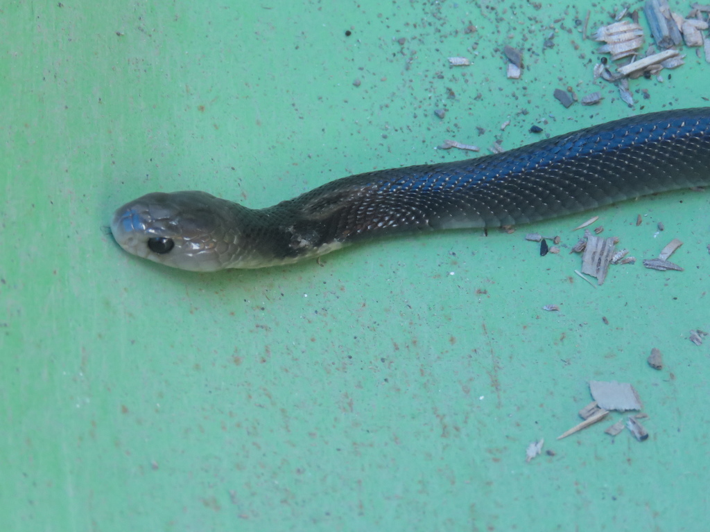 Indonesian Cobra from East Halmahera Regency, North Maluku, Indonesia ...