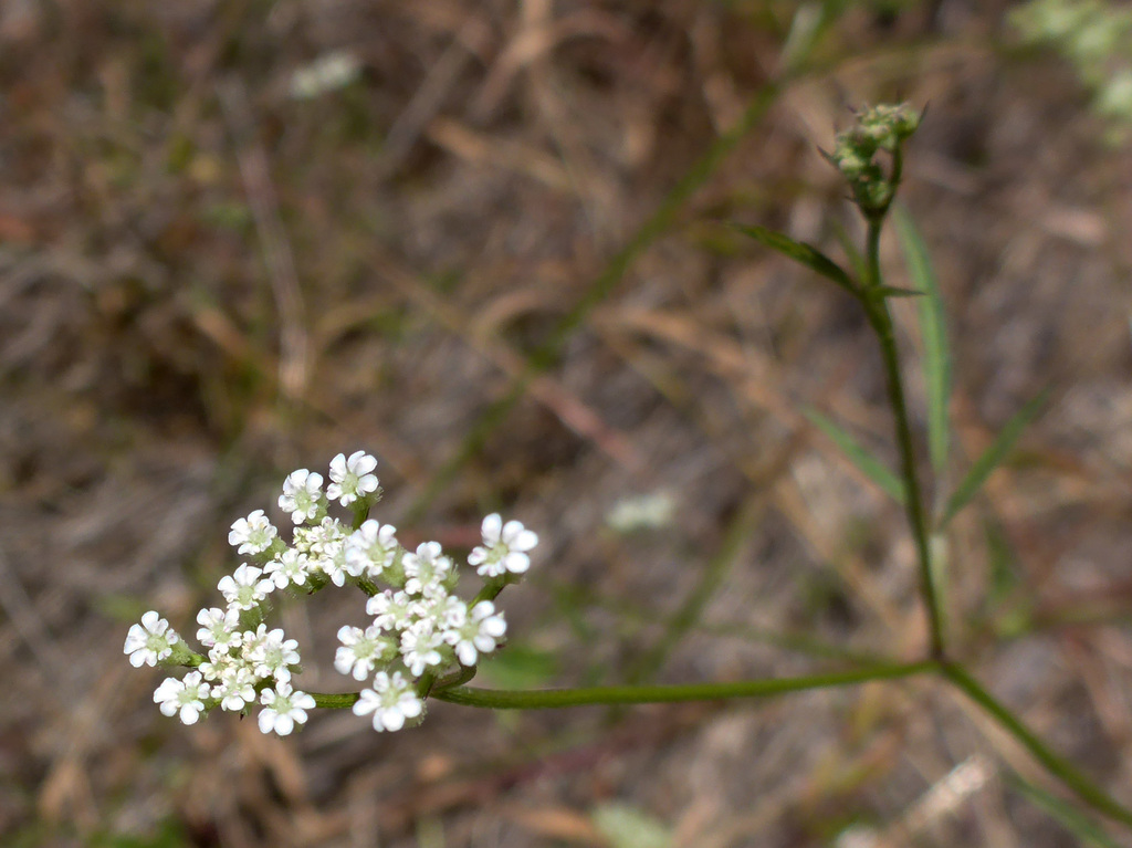 Apioideae from Rossmoor, Walnut Creek, CA, USA on May 20, 2018 at 12:09 ...