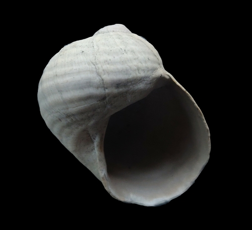 Janthina typica · iNaturalist