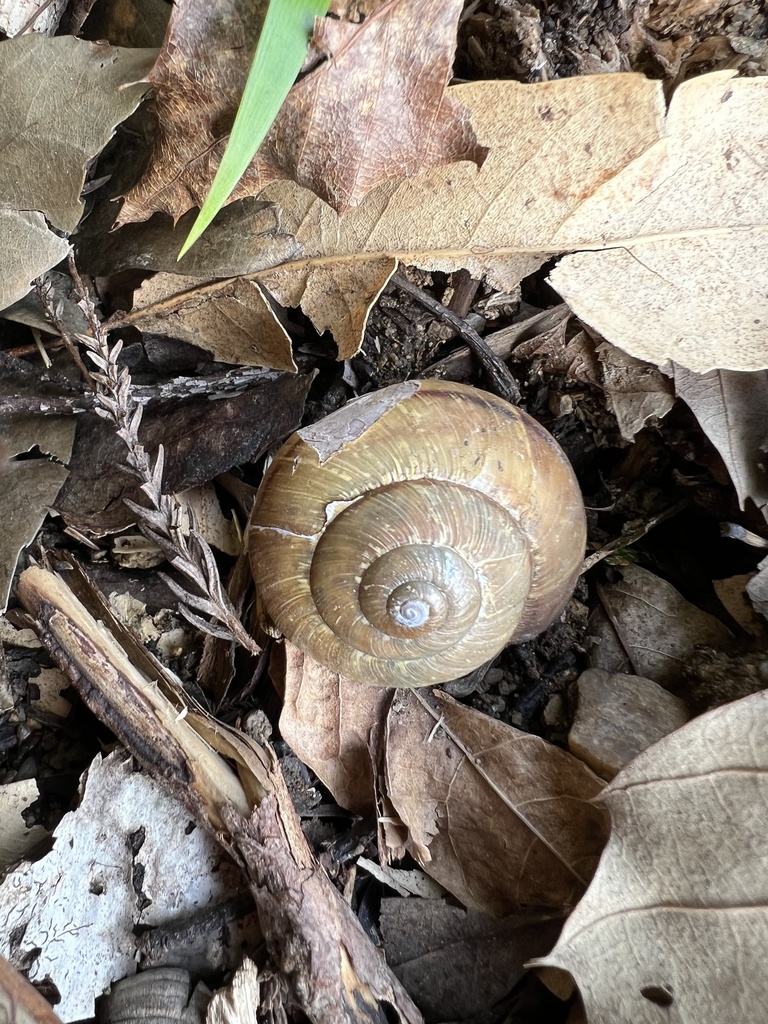 Euhadra eoa gulicki from 国道306号, 犬上郡多賀町, 滋賀県, JP on March 20, 2022 at 01:25 PM by suzugamo3 ...