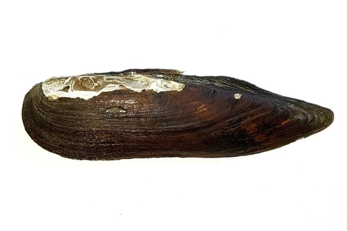 Lanceolaria oxyrhyncha · iNaturalist