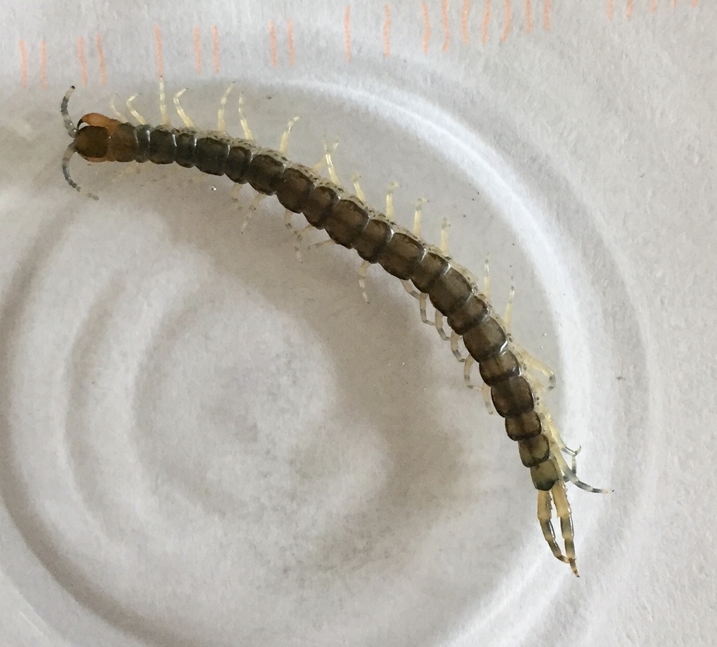 Eastern Bark Centipede from 8713 Sea Ash Cir, Round Rock, TX, US on May ...