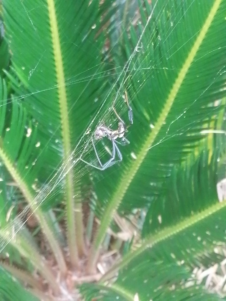 Hairy Golden Orb-weaving Spider from Merrivale, Howick, 3291, South ...