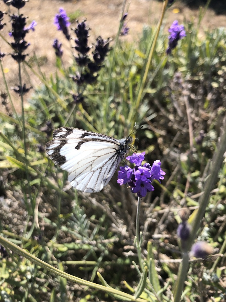 Pine White from Cays Rd, Sequim, WA, US on August 29, 2021 at 03:05 PM ...