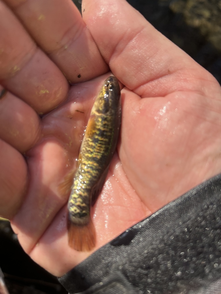 Central Mudminnow from Aurora, OH 44202, USA on March 16, 2022 at 11:15 AM by smpbiologist-dtoth ...