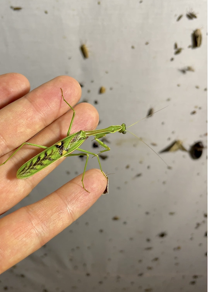 Zebra Mantis from Zululand, ZA-NL, ZA on December 02, 2021 at 05:01 PM ...