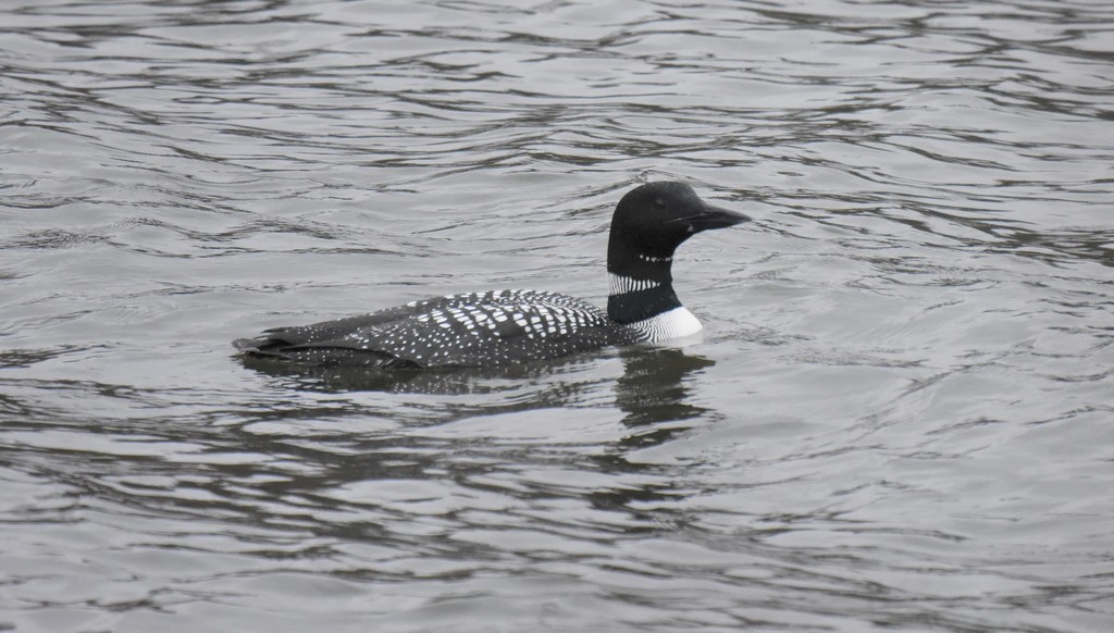 Common Loon from 560 Ohio Dr, Clinton, OH 44216, USA on March 20, 2022 ...