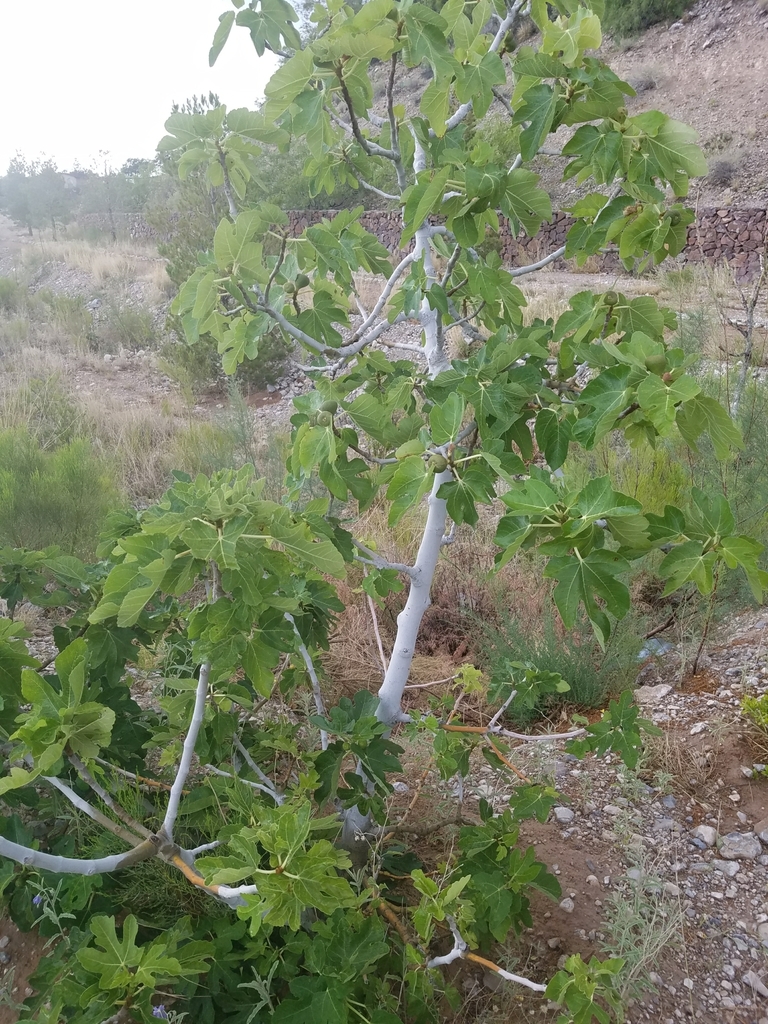 common fig from Golden Springs Dr, El Paso, TX 79912, USA on May 21 ...
