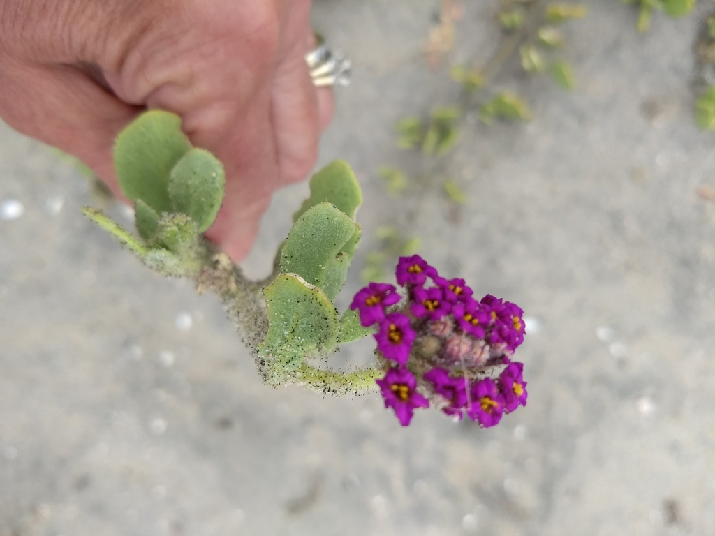 red sand-verbena in May 2018 by Anna Schmidtmann · iNaturalist