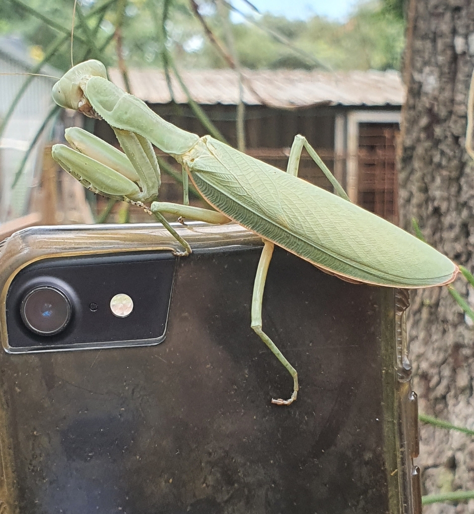 Rainbow Mantis from New Mapoon QLD 4876, Australia on March 20, 2022 at ...