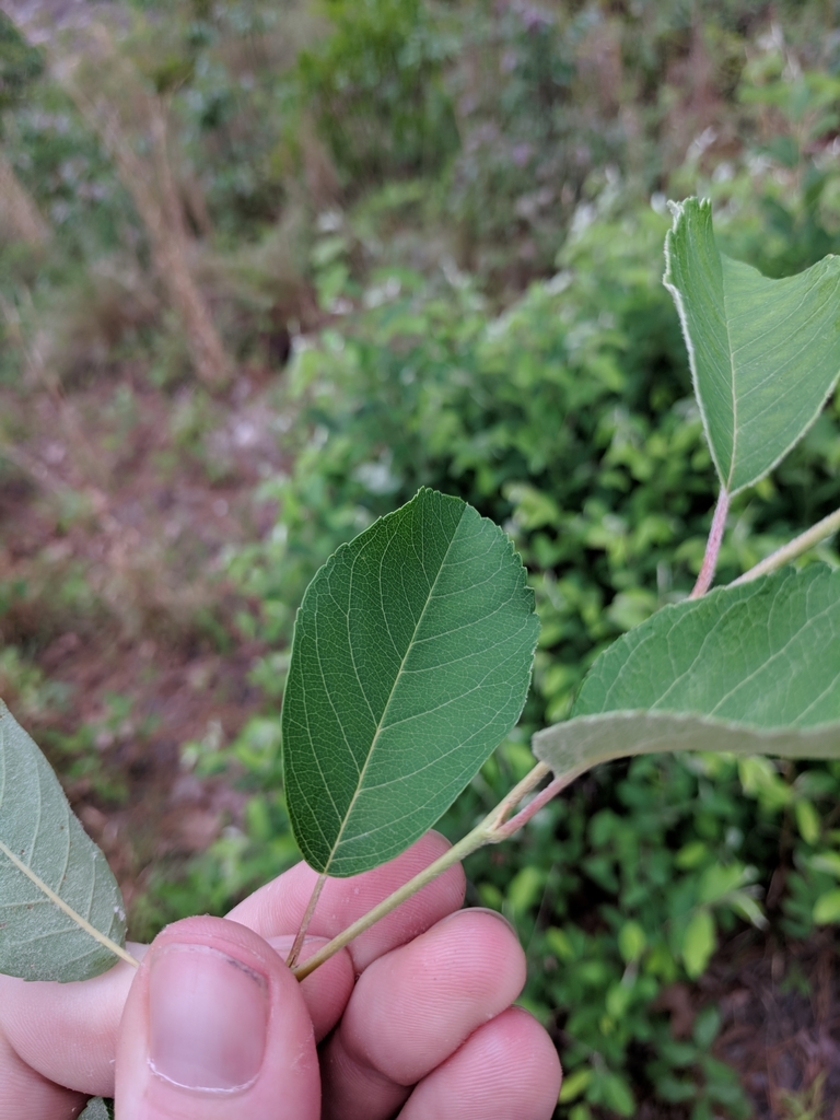 Running Serviceberry from Marston, NC 28363, USA on May 20, 2018 at 03: ...