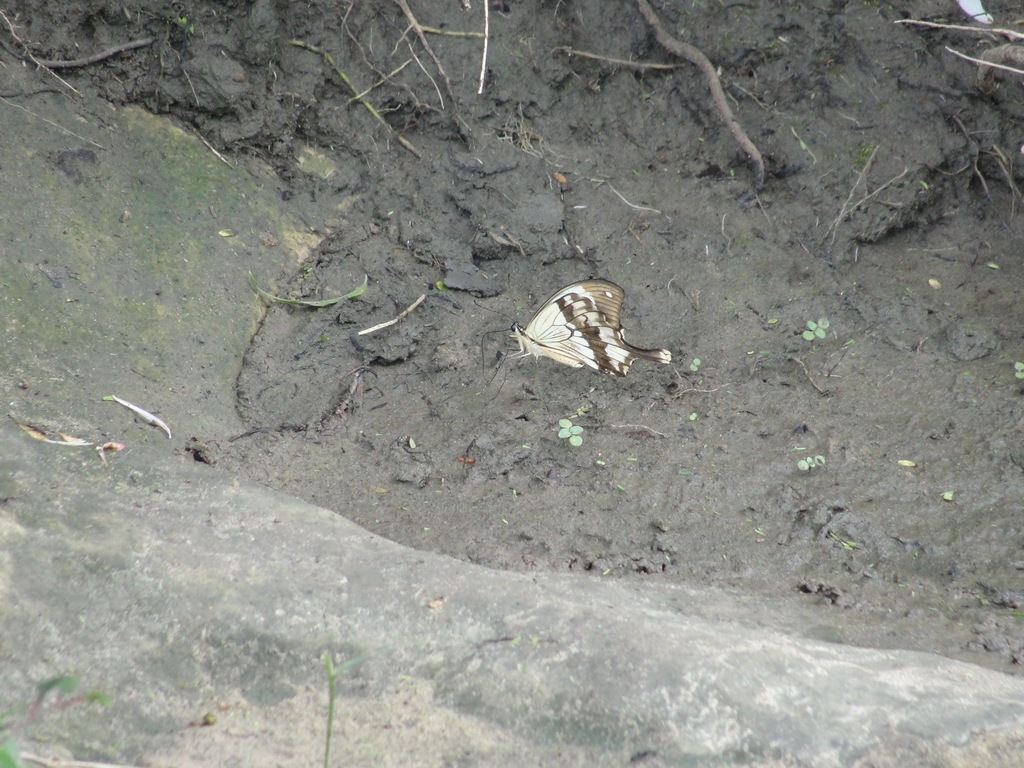 Papilio meriones from Bevero, Madagascar on February 20, 2012 at 10:57 ...