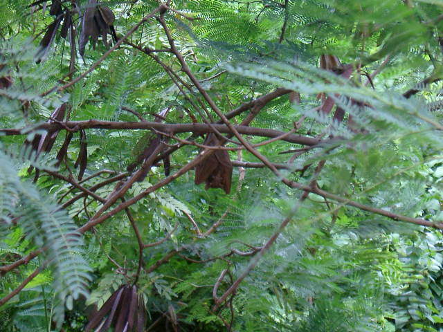 Gambian Epauletted Fruit Bat from Banjul, Gambia on July 6, 2001 at 12: ...