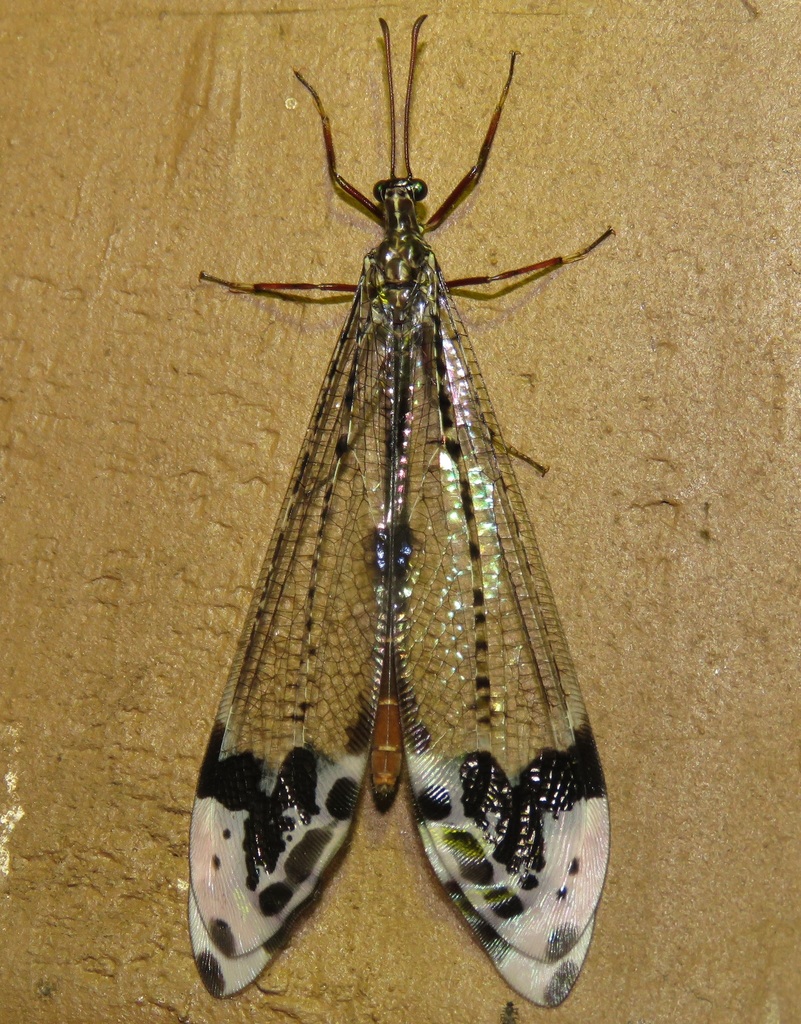 Pleasing Picture-winged Antlion from Fentress County, TN, USA on July ...