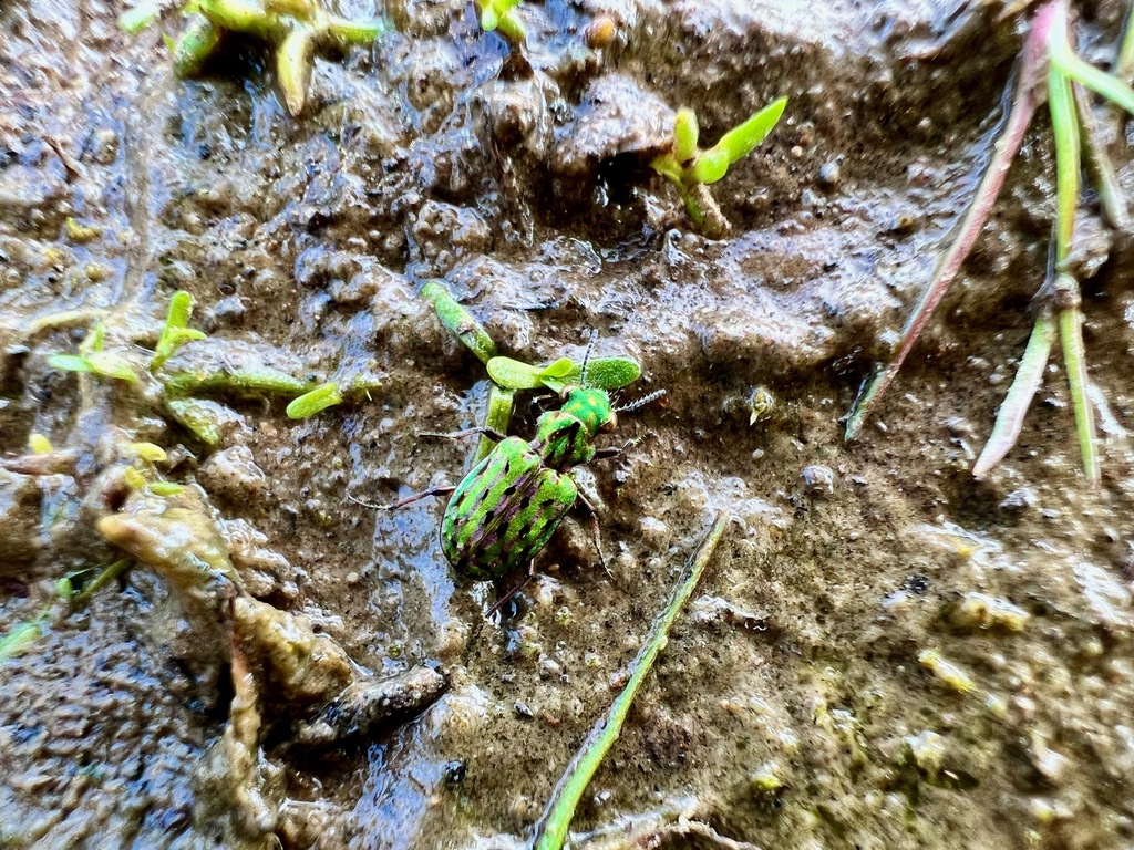 Delta Green Ground Beetle in January 2022 by David Eng. Good rains this ...