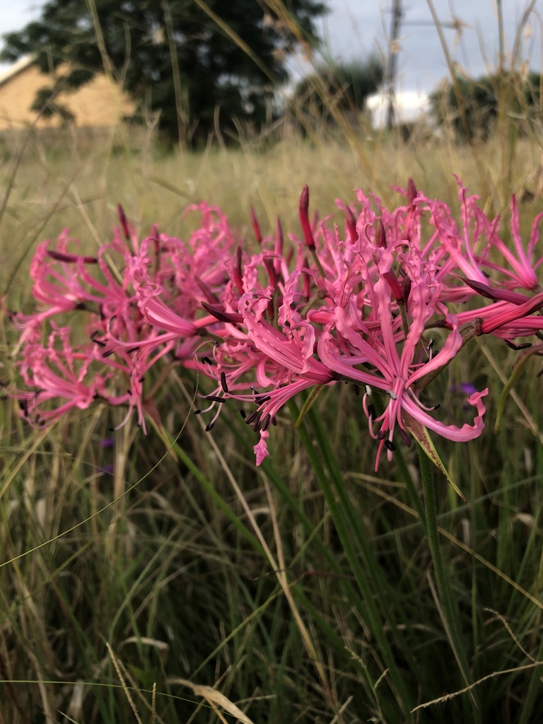 Fineleaf Nerine in March 2022 by Carel Fourie · iNaturalist