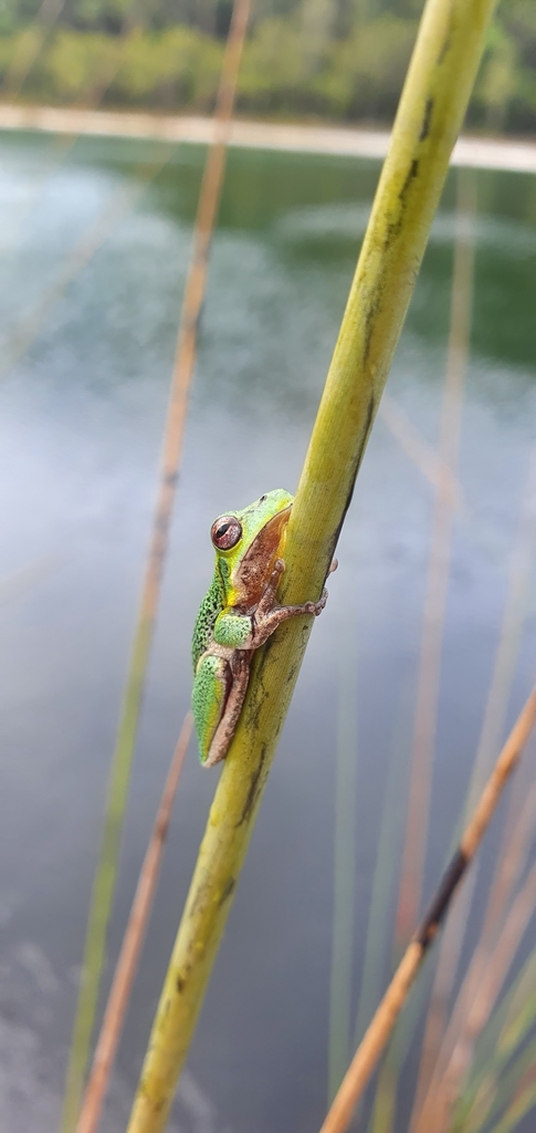 Cooloola Tree Frog in March 2021 by Ashley Rummell · iNaturalist