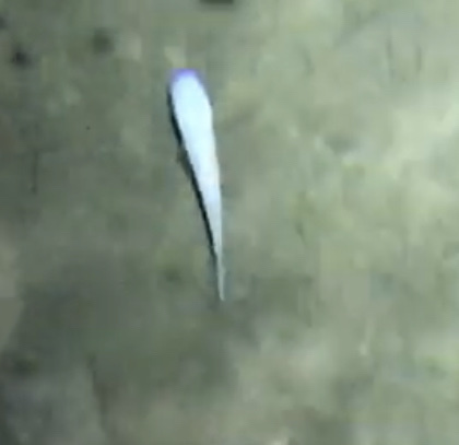 Mexican Blind Brotula from Solidaridad, QROO, MX on March 20, 2022 at ...