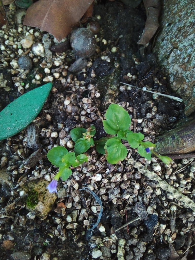 wishbone flower from Inírida, Guainía, Colombia on March 21, 2022 at 03 ...