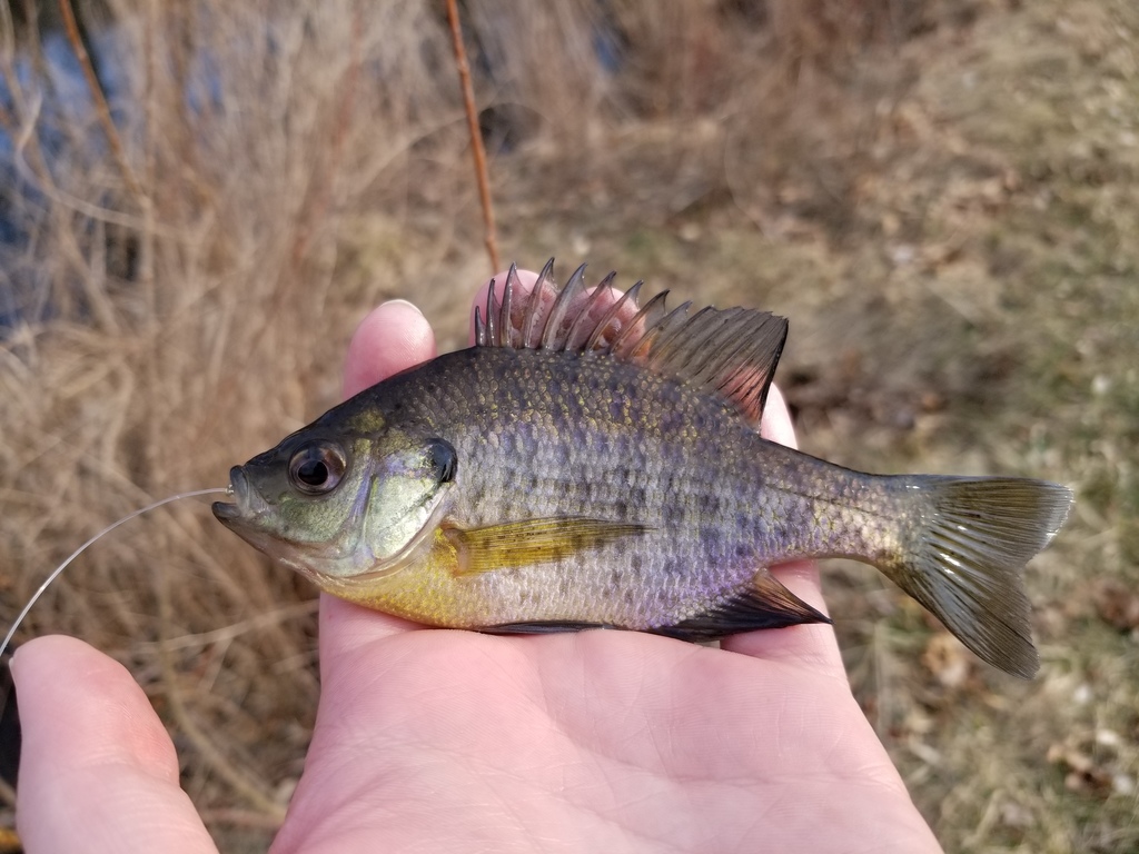 Bluegill from Kalamazoo County, MI, USA on March 21, 2022 at 05:28 PM ...