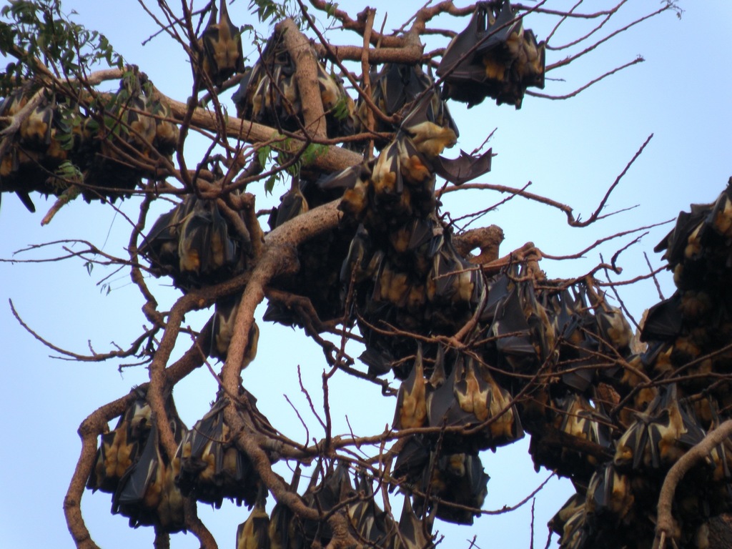 Straw-coloured Fruit Bat in January 2010 by jmasher. Thousands of bats ...