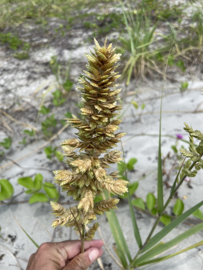 Uniola condensata in March 2022 by Samuel Jay · iNaturalist