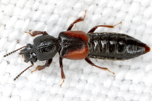 Bledius tricornis · iNaturalist Mexico