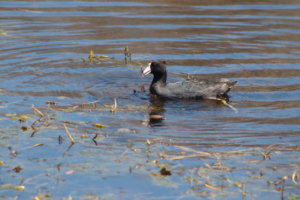 American Coot from 21901 Farm to Market Rd 762, Needville, TX 77461 ...