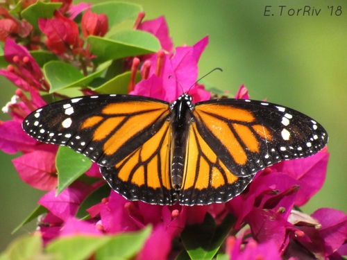 mariposa monarca puertorriqueña (Subespecie Danaus plexippus ...