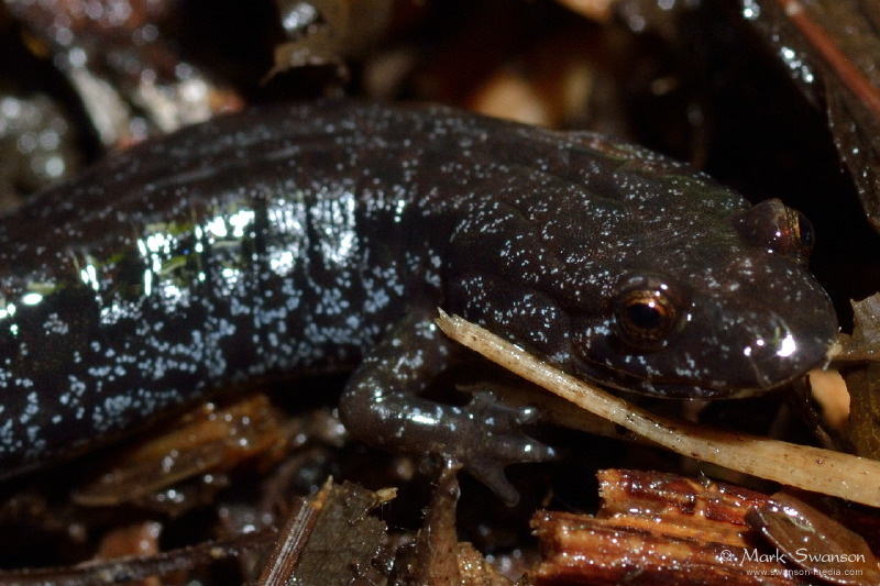 Blue Ridge Dusky Salamander in July 2014 by Mark Swanson · iNaturalist