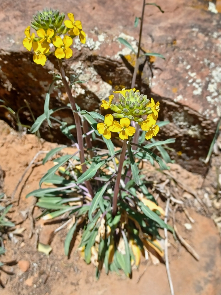 Prairie-rocket Wallflower from Hurricane, UT 84737, USA on March 21 ...