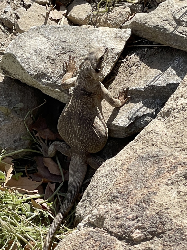 Common Chuckwalla from Santa Rosa and San Jacinto Mountains National ...