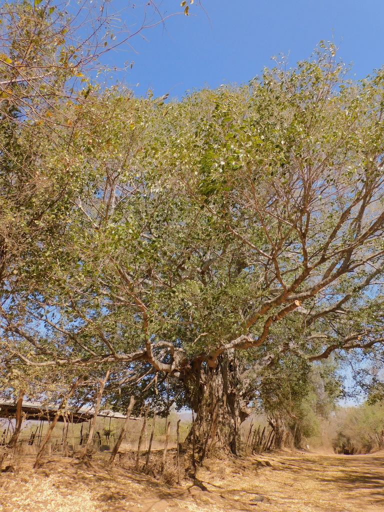 Ficus pertusa from 80384 El Pozo, Sin., México on March 19, 2022 at 02: ...