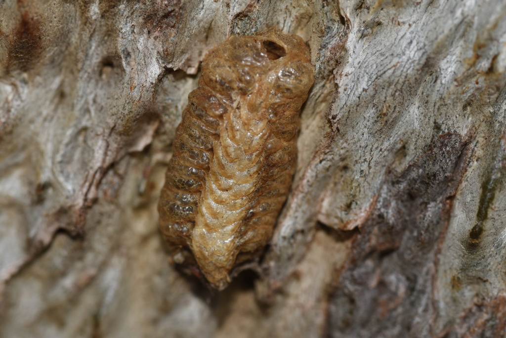 False Garden Mantis from Northern Ward, Brighton, VIC, AU on March 22 ...