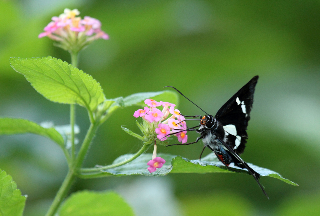 Regent Skipper from Natural Bridge QLD 4211, Australia on February 9 ...