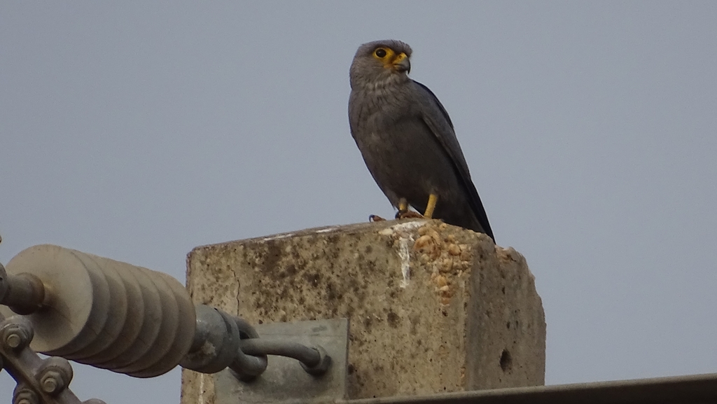 Grey Kestrel from Kozah, Togo on March 21, 2022 at 04:43 PM by Akla ...