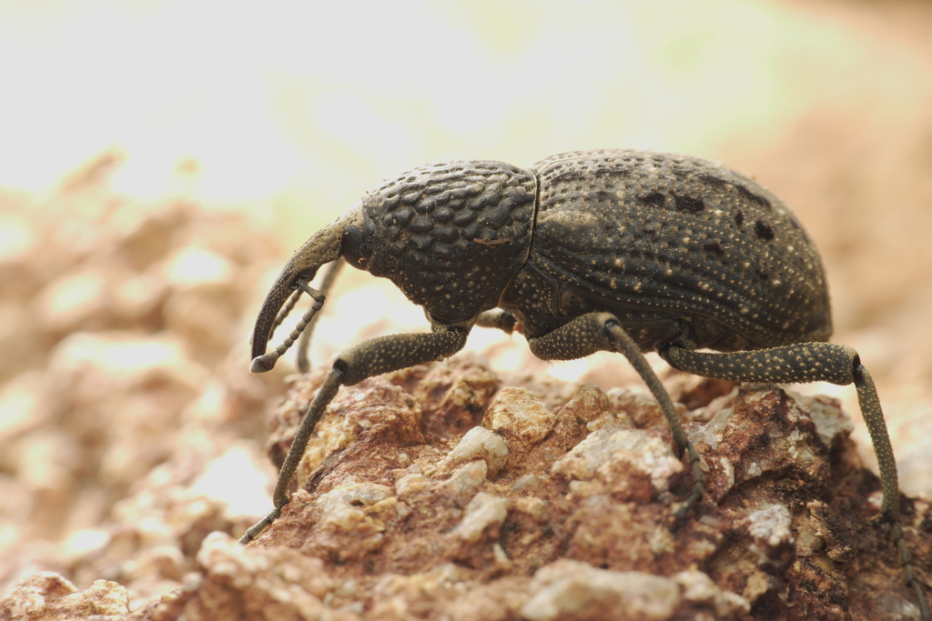 Sipalinus gigas from 澳門聖方濟各堂區 on March 22, 2022 at 09:43 AM by Wai · iNaturalist