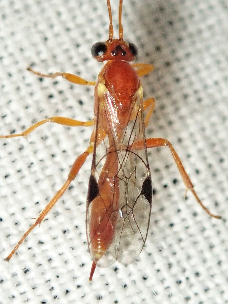 Mesochorinae from Black Rock, VIC, Australia on March 20, 2022 at 12:30 ...